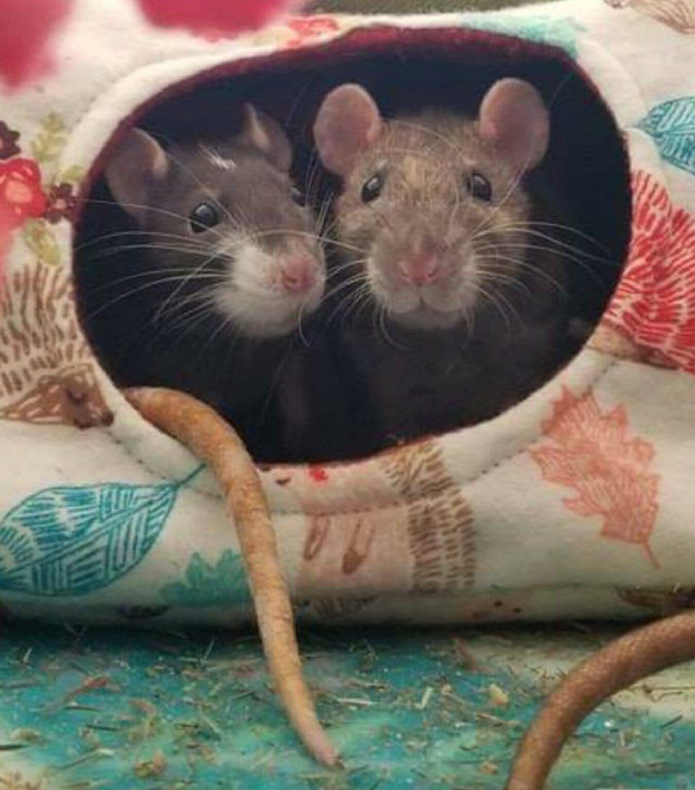 Boarding | Ratical Rodent Rescue