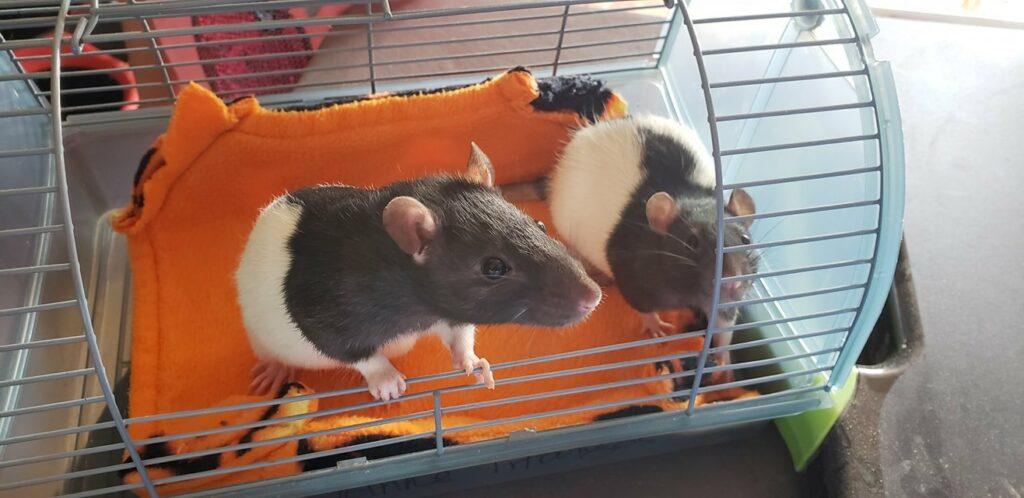 Ratical Rodent Rescue